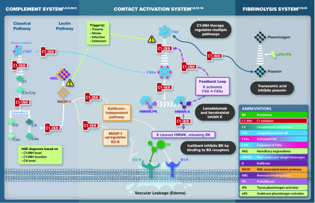 Science of Treating HAE | Ruconest® (C1 esterase inhibitor [recombinant])
